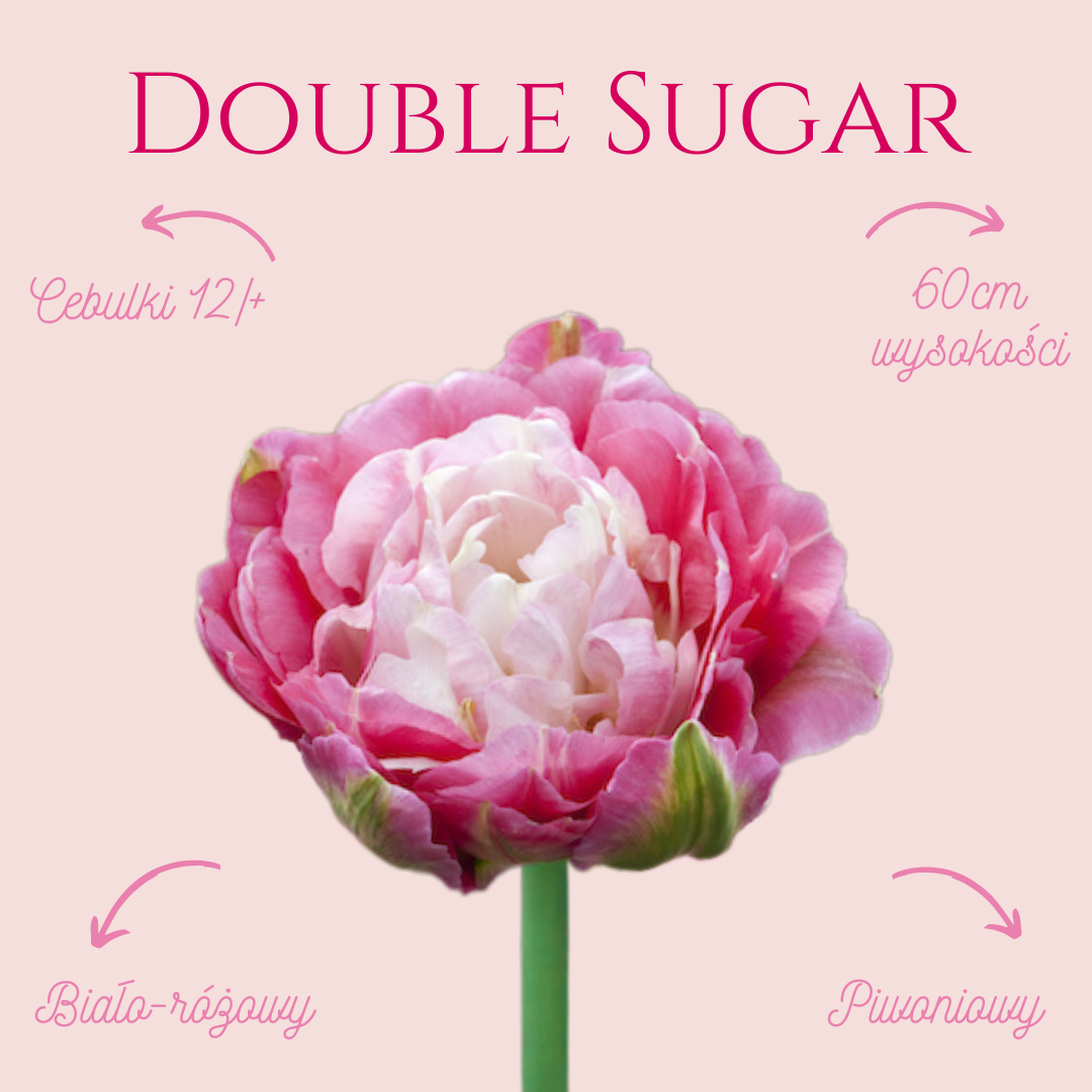 Tulipan - Double Sugar ( Zestaw 10 szt. ) - Zakazany Ogród - Sklep ...
